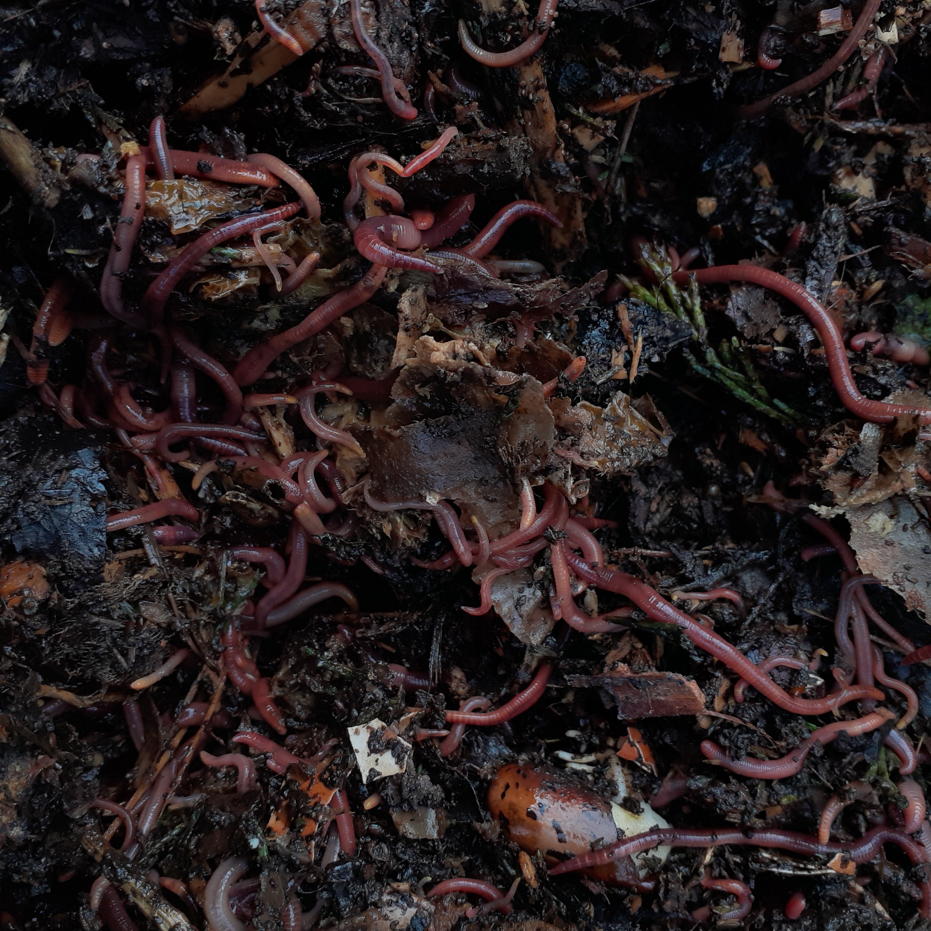 Worm page – The Compost Connection